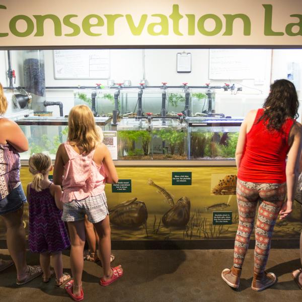 Conservation Lab & Project Piaba | National Mississippi River Museum & Aquarium